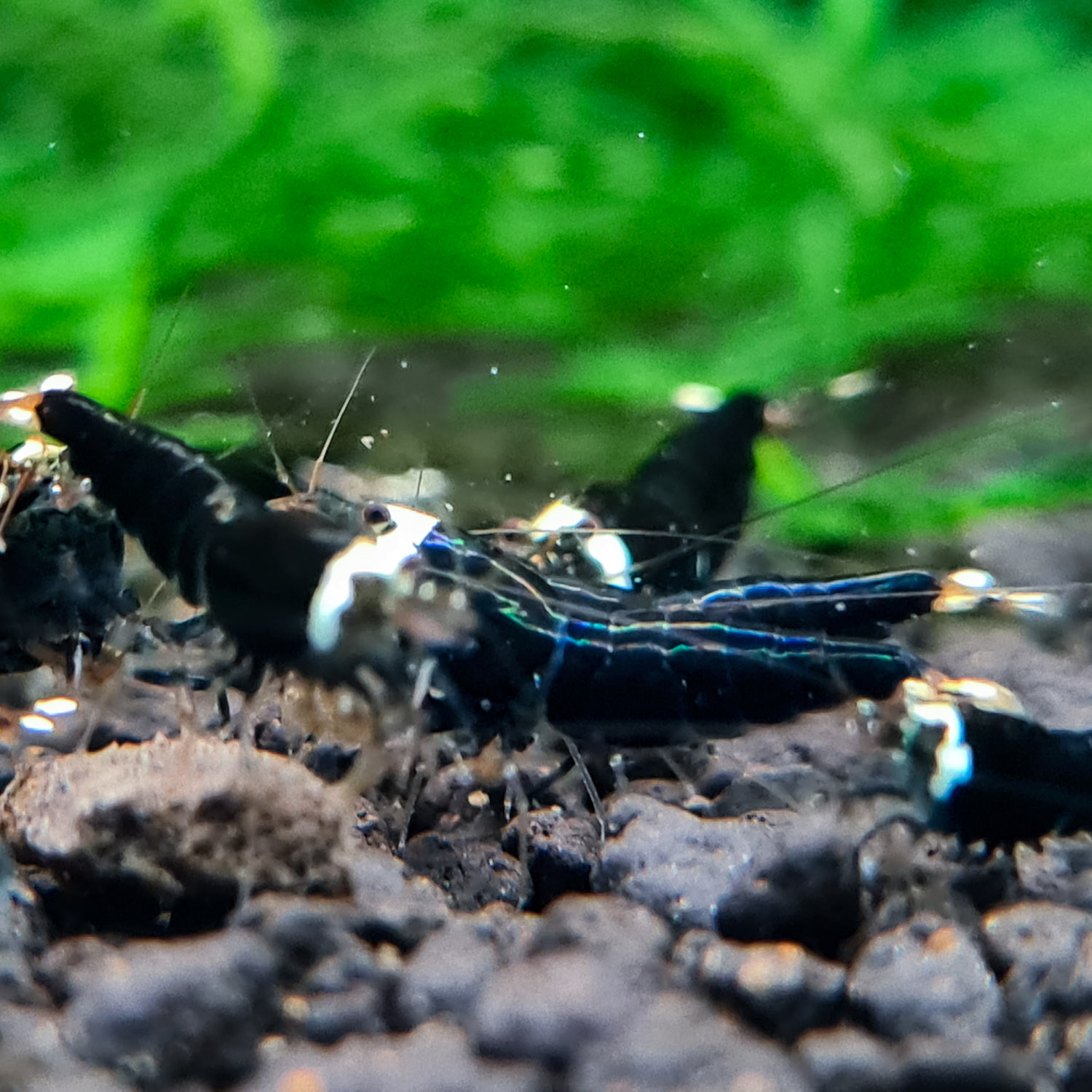The Essentials of Competition-Grade Shrimp: What Judges Look For ...